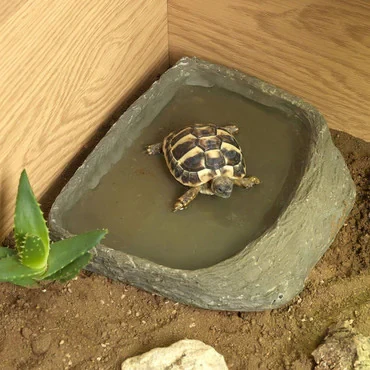 Habistat Tortoise Pool | All Things Tortoise