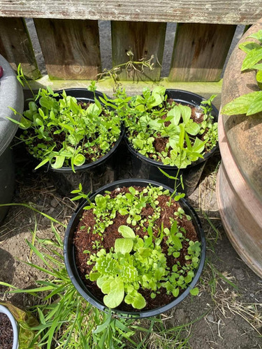 Mini Plant Growing Kit | All Things Tortoise