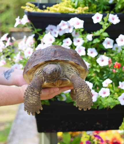 Adopt a Gopher Tortoise | Biophilia Center