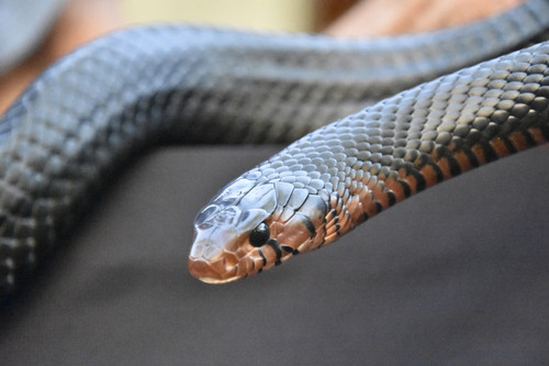 Adopt a Snake | Biophilia Center