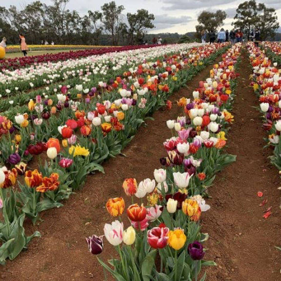 Tesselaar Tulip Festival Oct-Nov 2019