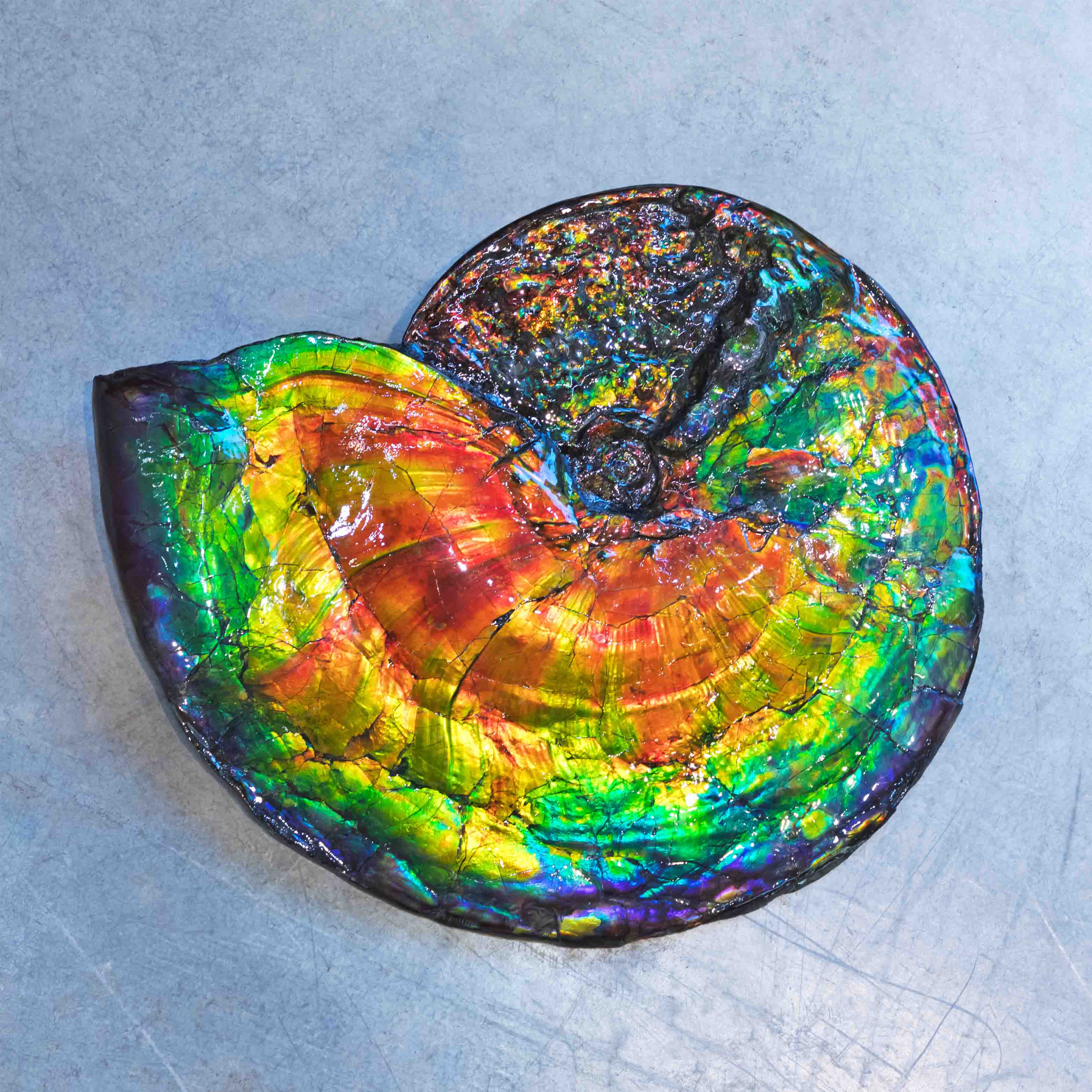 Fossilized Shell Canadian Ammolite Jewelry & Beauty Craft Supplies ...