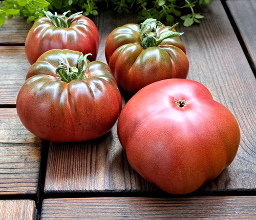 Margaret Curtain (Samen) | Tomaten! Vielfalt erleben