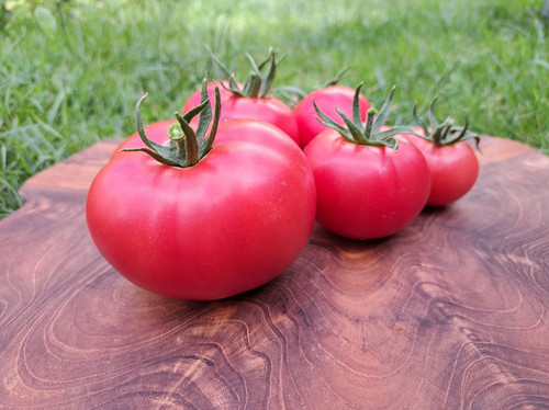 Berner Rose (Samen) | Tomaten! Vielfalt erleben