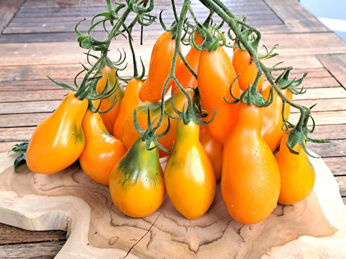 Mila (seed) | Tomaten! Vielfalt erleben