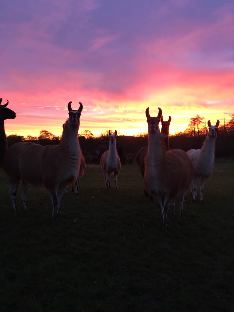 Home | British Llama Society