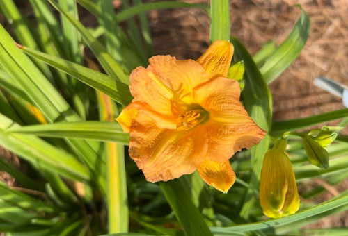 Fertile Myrtle RP | Hem Haven Daylilies