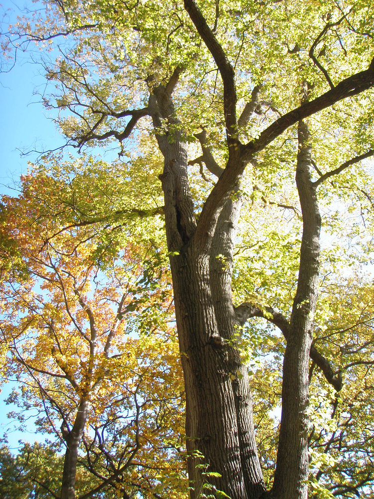 PiCUS Sonic Tomograph (Christchurch City Council)