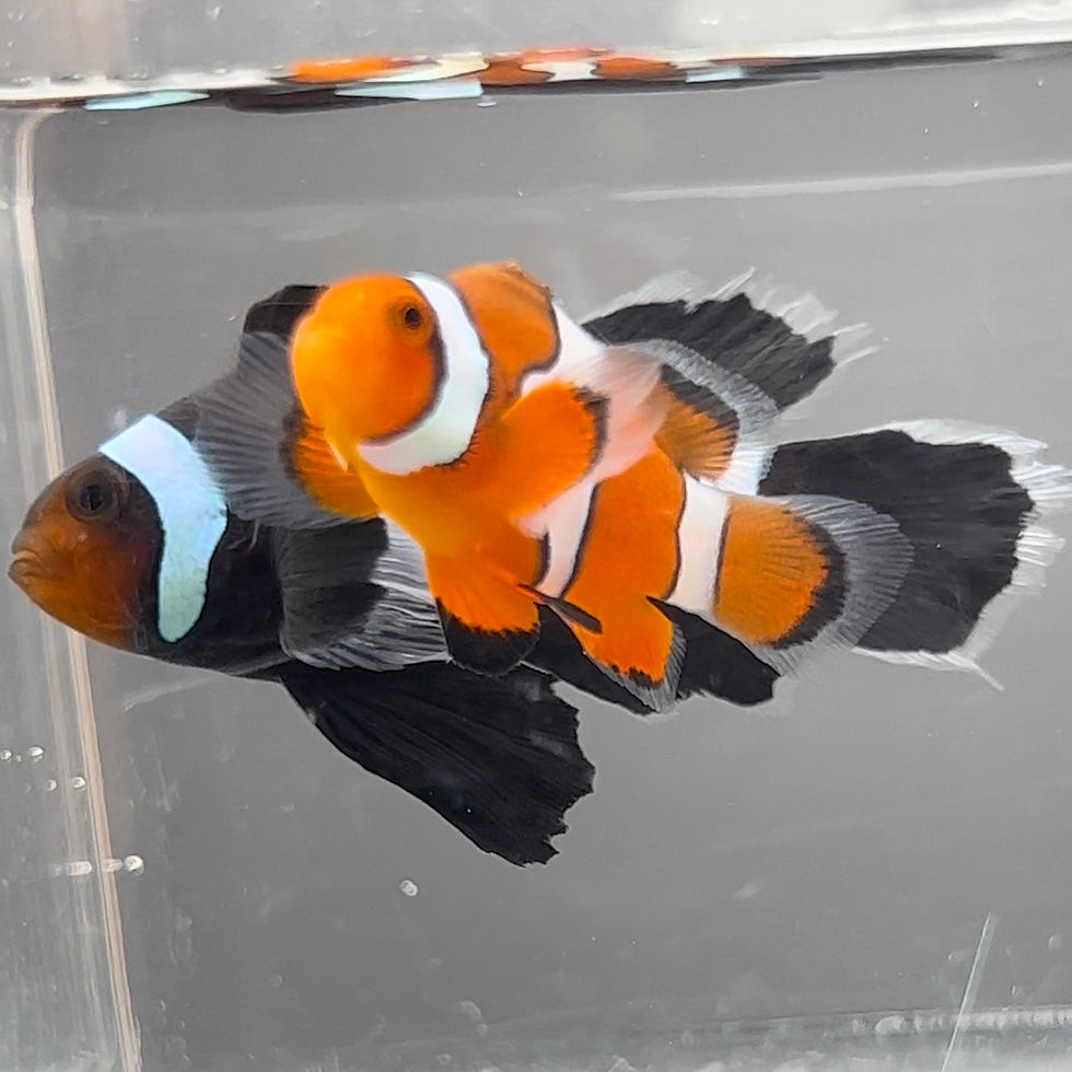 ARS Clownfish for sale | WYSIWYG Designer Clownfish | United States