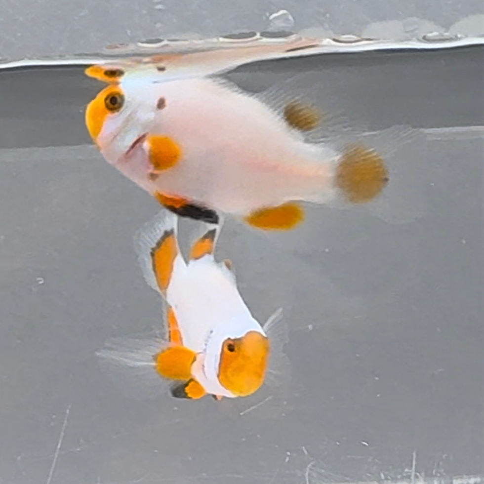 ARS Clownfish for sale | WYSIWYG Designer Clownfish | United States