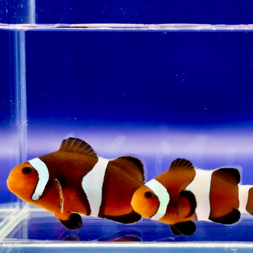 Mocha Ocellaris Clownfish Pair WYSIWYG K06 | ARS Clownfish