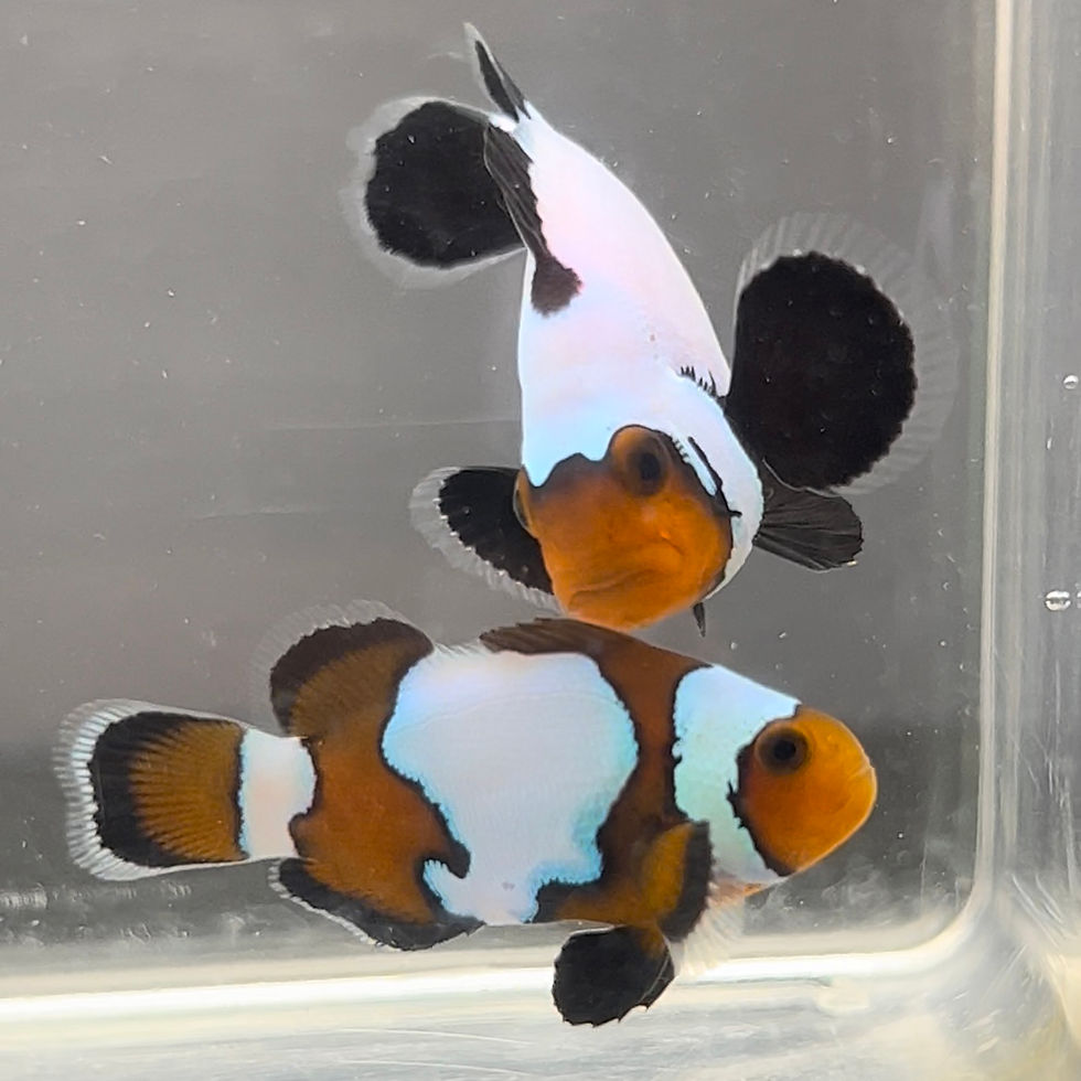 ARS Clownfish for sale | WYSIWYG Designer Clownfish | United States
