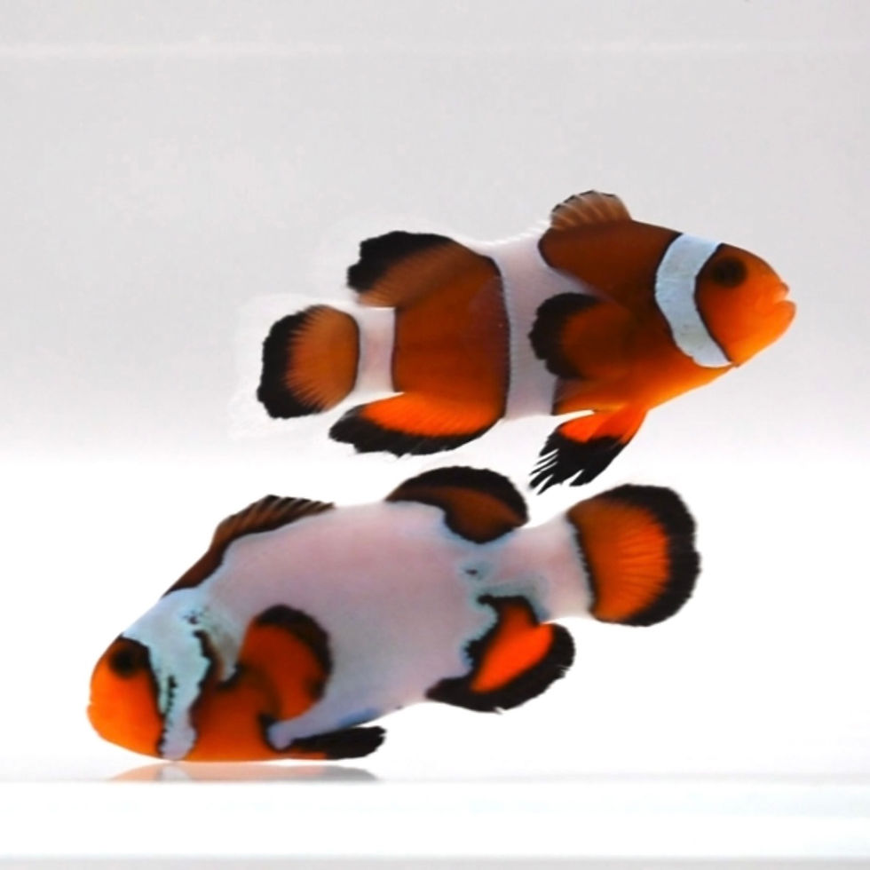 ARS Clownfish for sale | WYSIWYG Designer Clownfish | United States