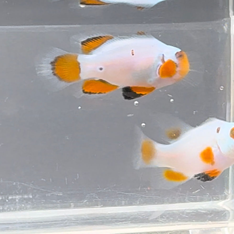 ARS Clownfish for sale | WYSIWYG Designer Clownfish | United States