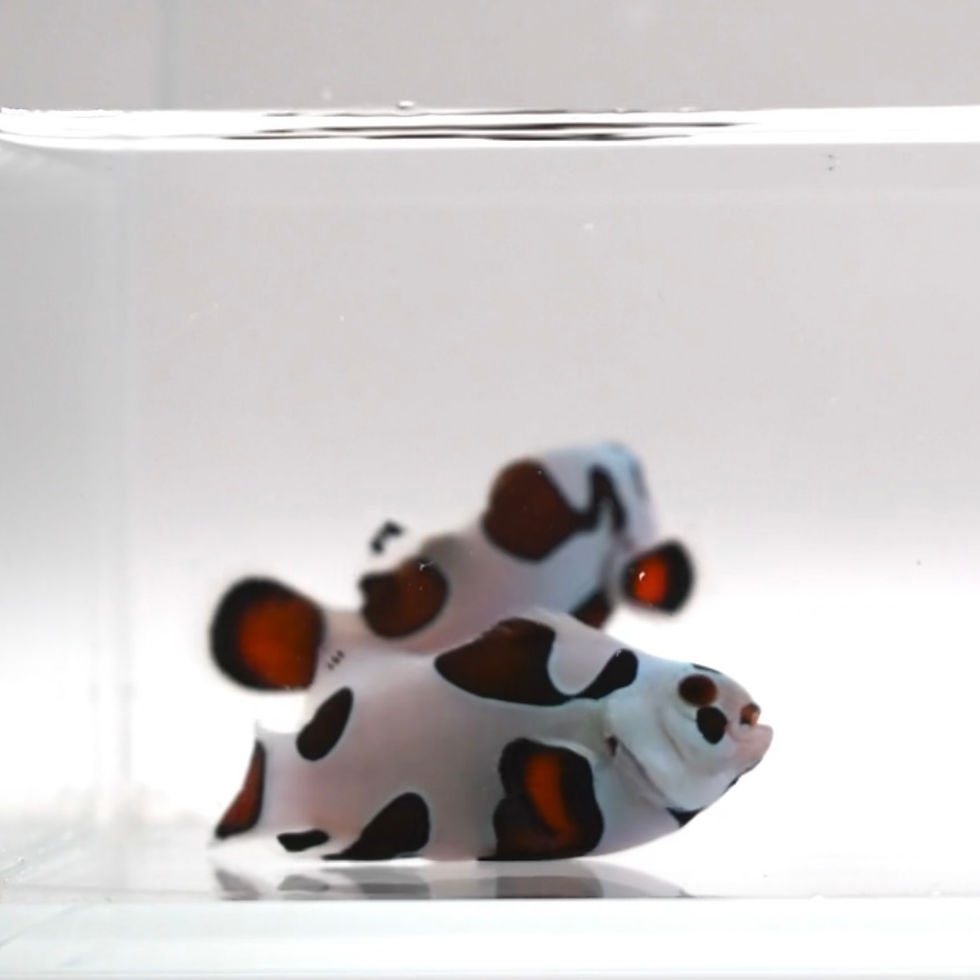 ARS Clownfish for sale | WYSIWYG Designer Clownfish | United States