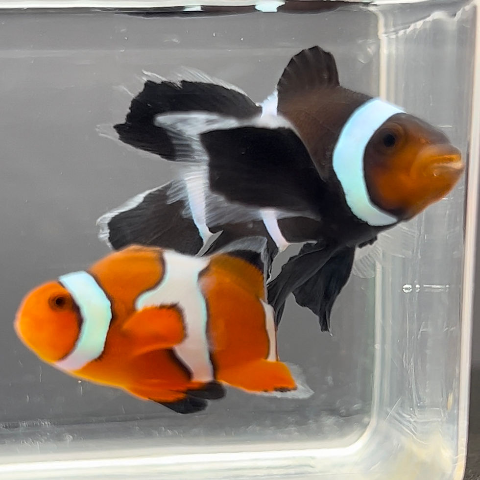 ARS Clownfish for sale | WYSIWYG Designer Clownfish | United States