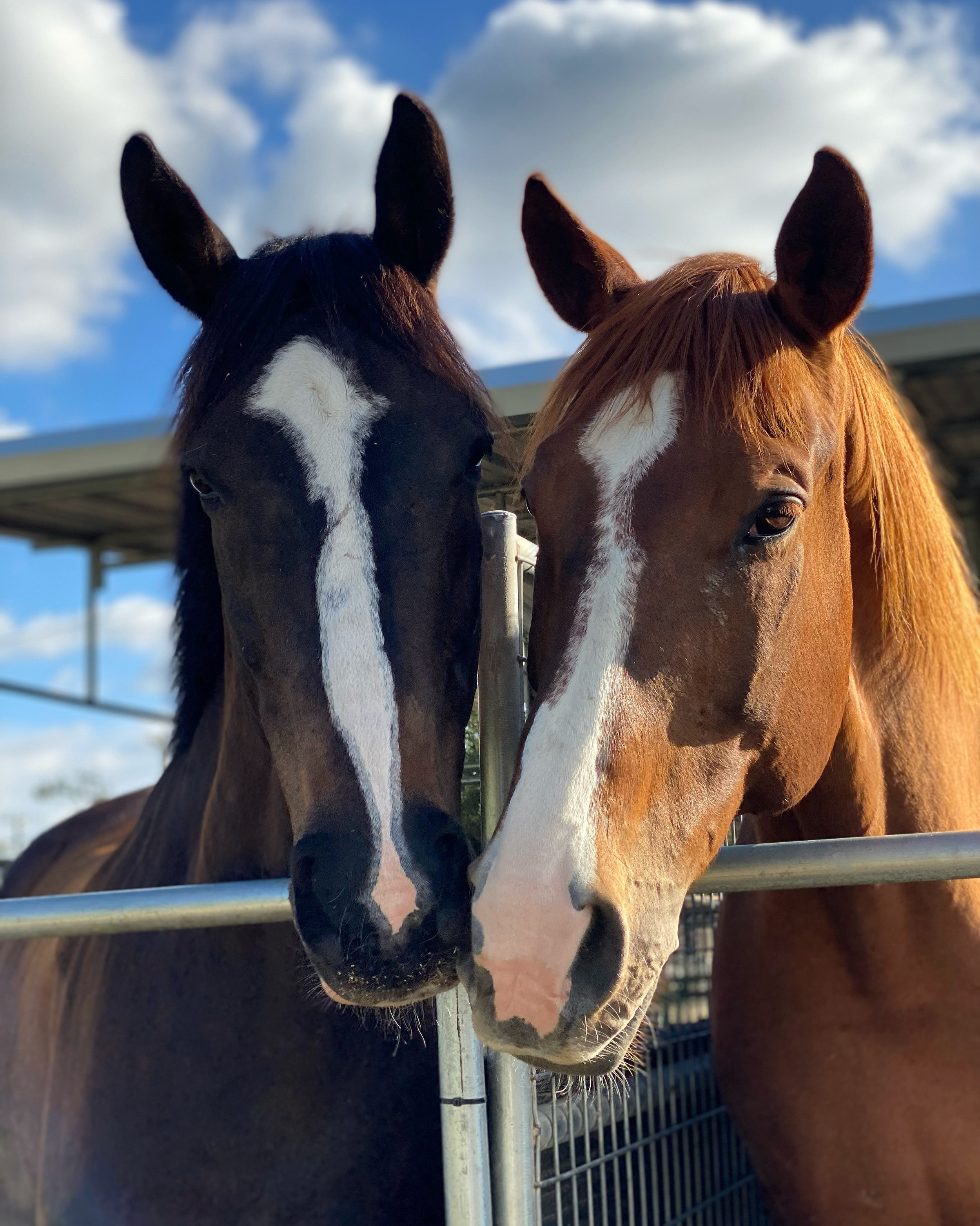 Facility | Peacock Hill Equestrian Center | Orange County, CA