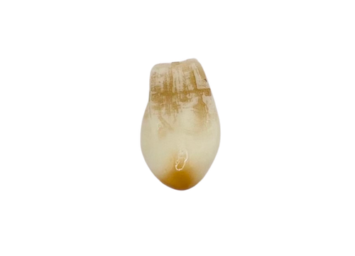 Elk Tooth (Replica) 2 pack | BuffaloTipiTradingPt