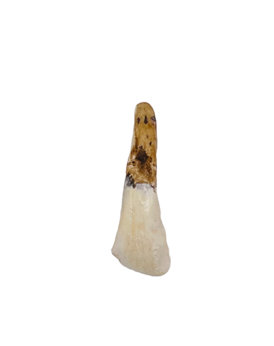 Antique Buffalo Teeth | BuffaloTipiTradingPt