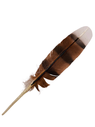 Cooper Hawk Feather | BuffaloTipiTradingPt