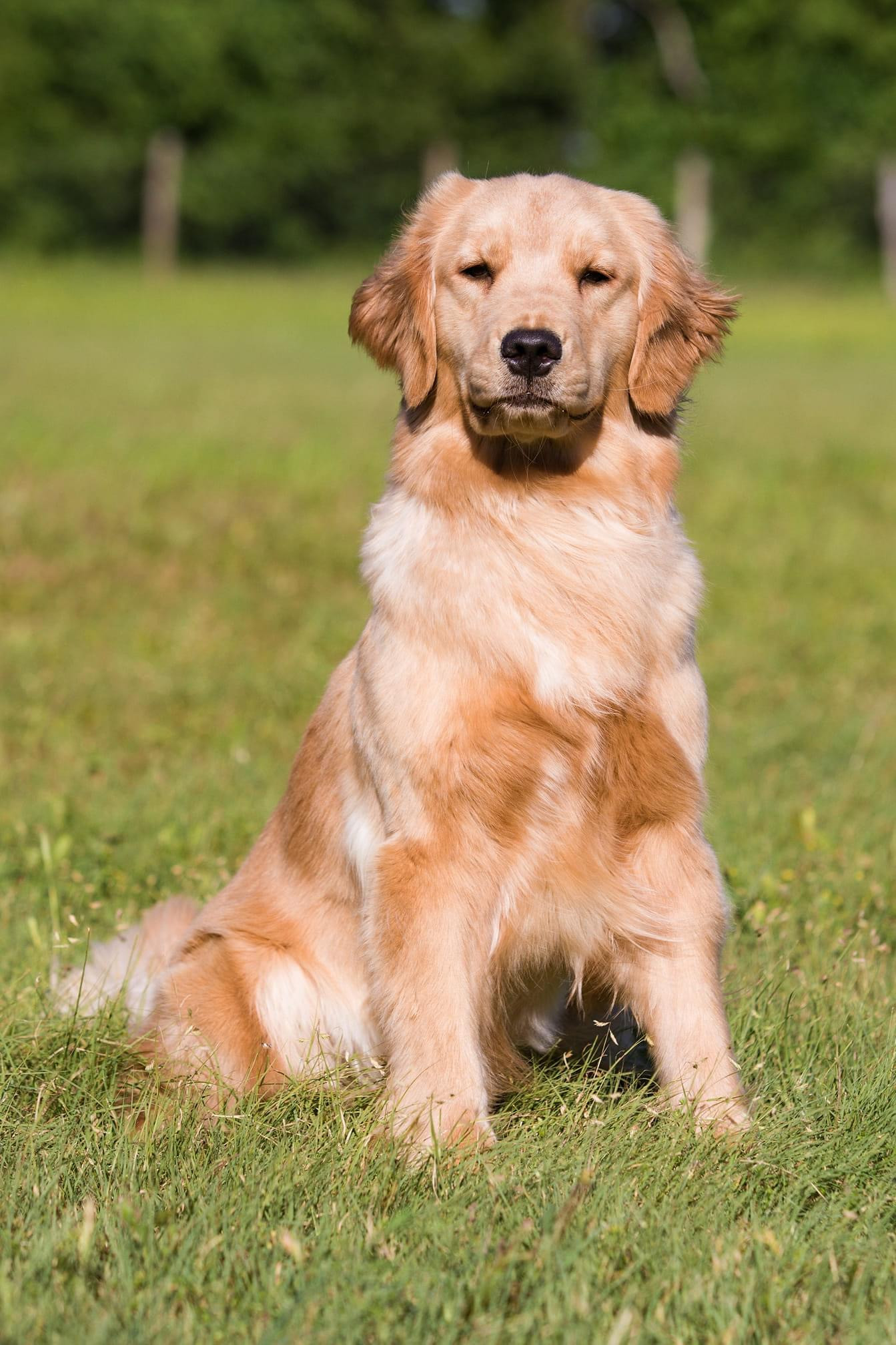 Nox | Talent | HTM Animal Talent