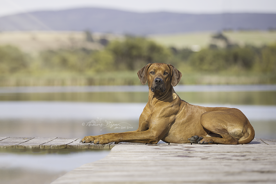In Memory | Rhodesian Ridgeback vom Kiliansberg