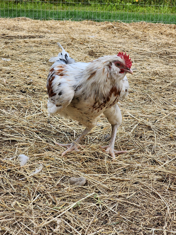 Katy, our spraddle legged chicken