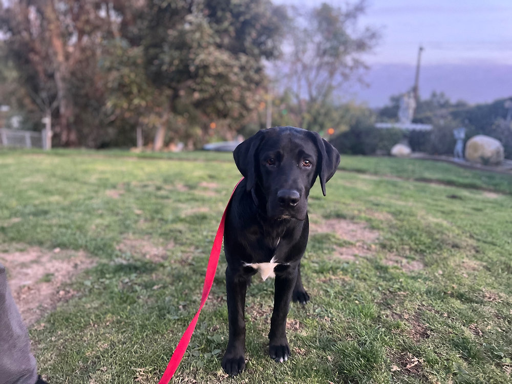 Murphy | Labrador Retriever | Los Angeles, CA | In-Training