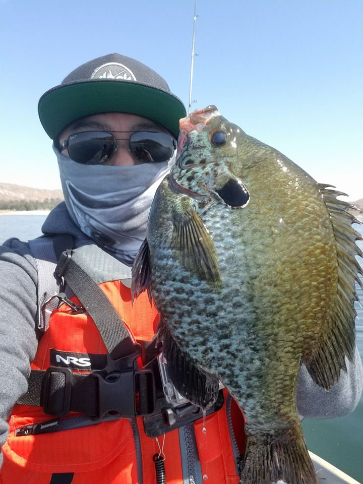 Ray Sensation in Monster Bluegill City