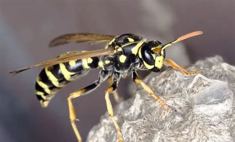 Wasps