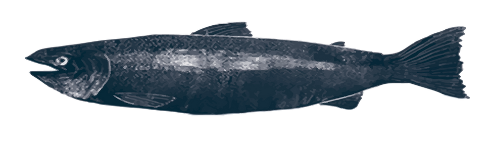 N'AMO Seafood | NAMOSEAFOOD