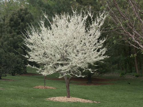 Flowering Trees - Texas White Redbud | The Yellow Wagon