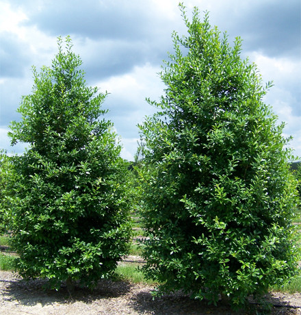 Evergreens - Eagleston Holly/Tree Form | The Yellow Wagon