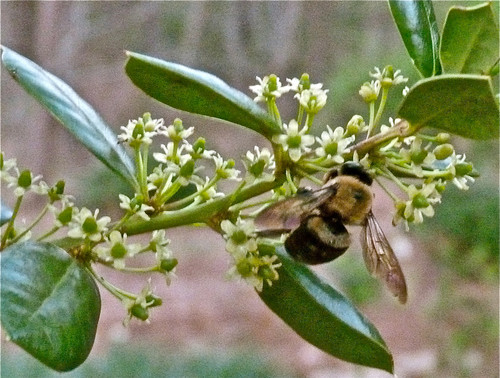 Evergreens - Burford Holly/Tree Form | The Yellow Wagon