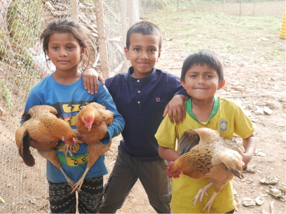 Nepal Chicken Farm