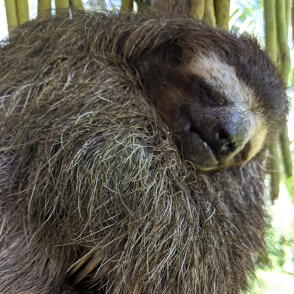 Be Productive Like a Sloth