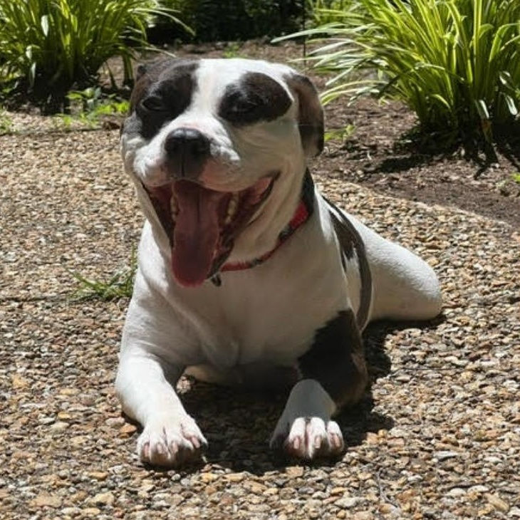 Adoptable Animals | Sanctuary Rescue