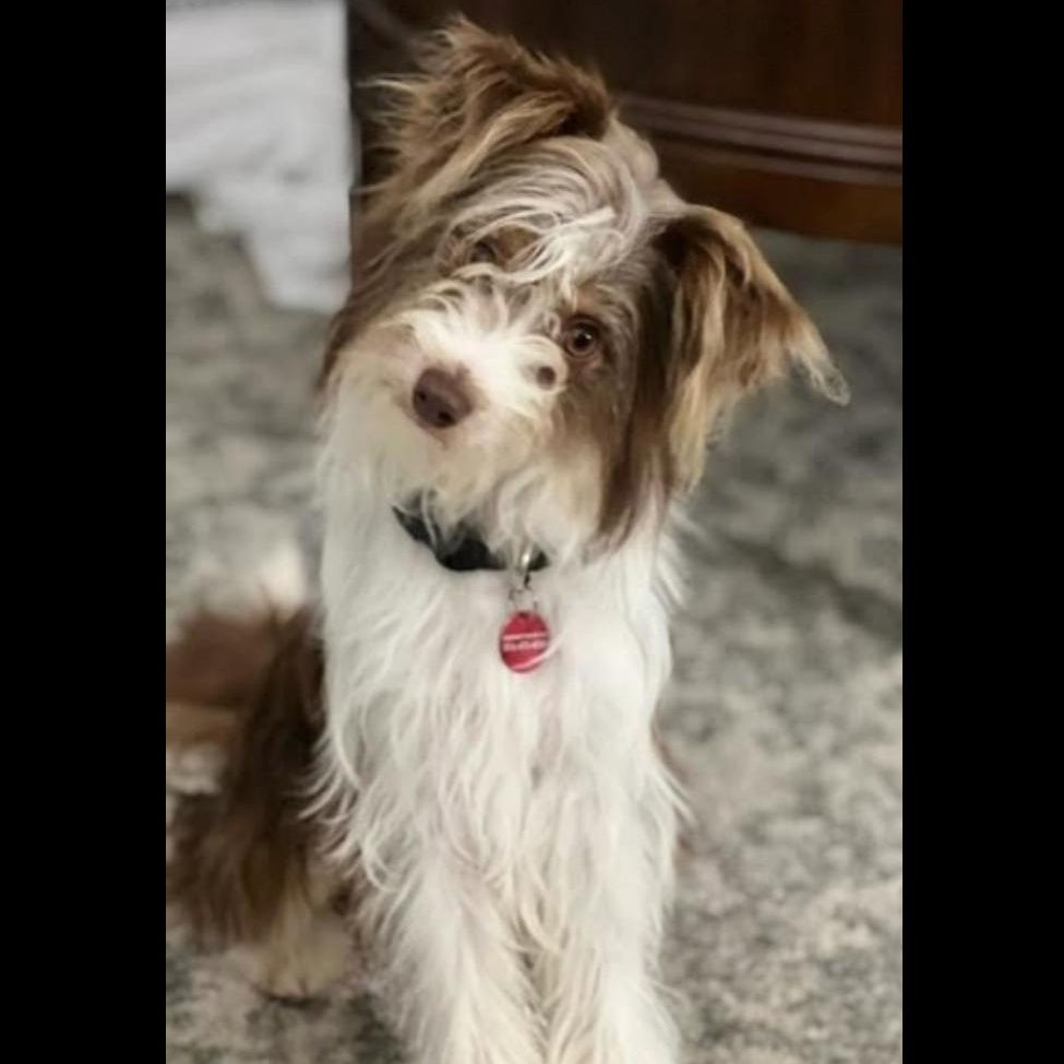 Adoptable Animals | Sanctuary Rescue