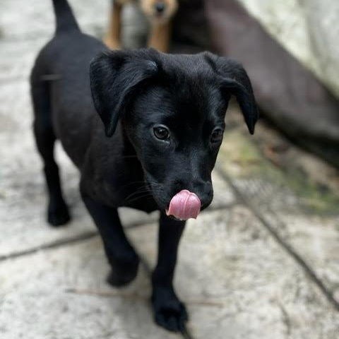 Adoptable Animals | Sanctuary Rescue