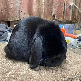 Mini Lop Rabbits | MysticMoonlightFarm