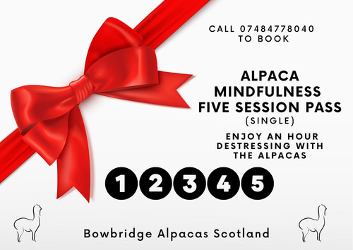 Alpaca Mindfulness Five Session Pass | bowbridgealpacas
