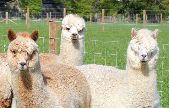 Bowbridge Alpacas Scotland