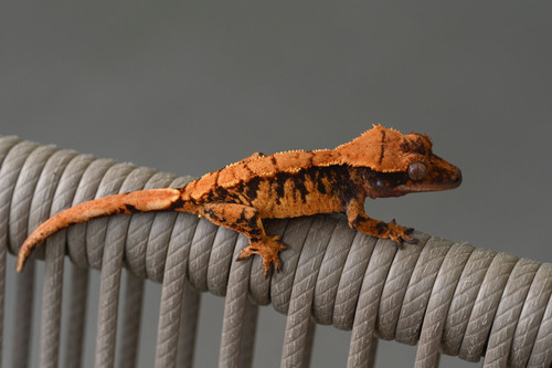 Partial Pinstripe Crested Gecko | Fringemorphs
