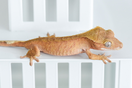 Phantom Pinstripe Crested Gecko | Fringemorphs