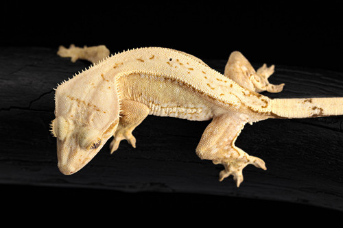 Yellow Quad-stripe Crested Gecko | Fringemorphs
