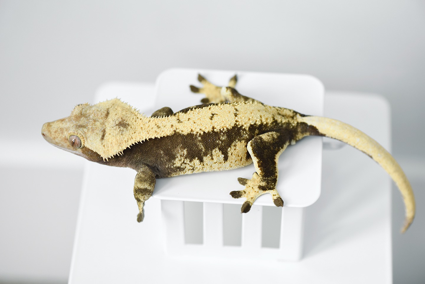 Harlequin Crested Gecko | Puma Punku | Fringemorphs