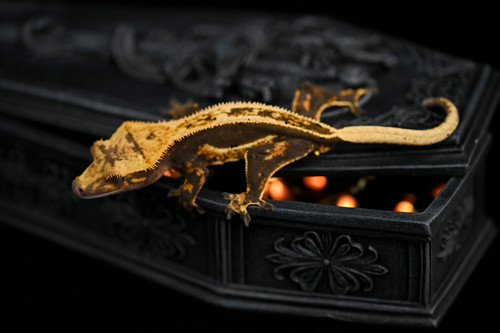Super-Stripe Crested Gecko | Fringemorphs