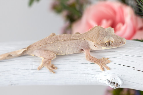 Pink Line Patternless Crested Gecko | Fringemorphs