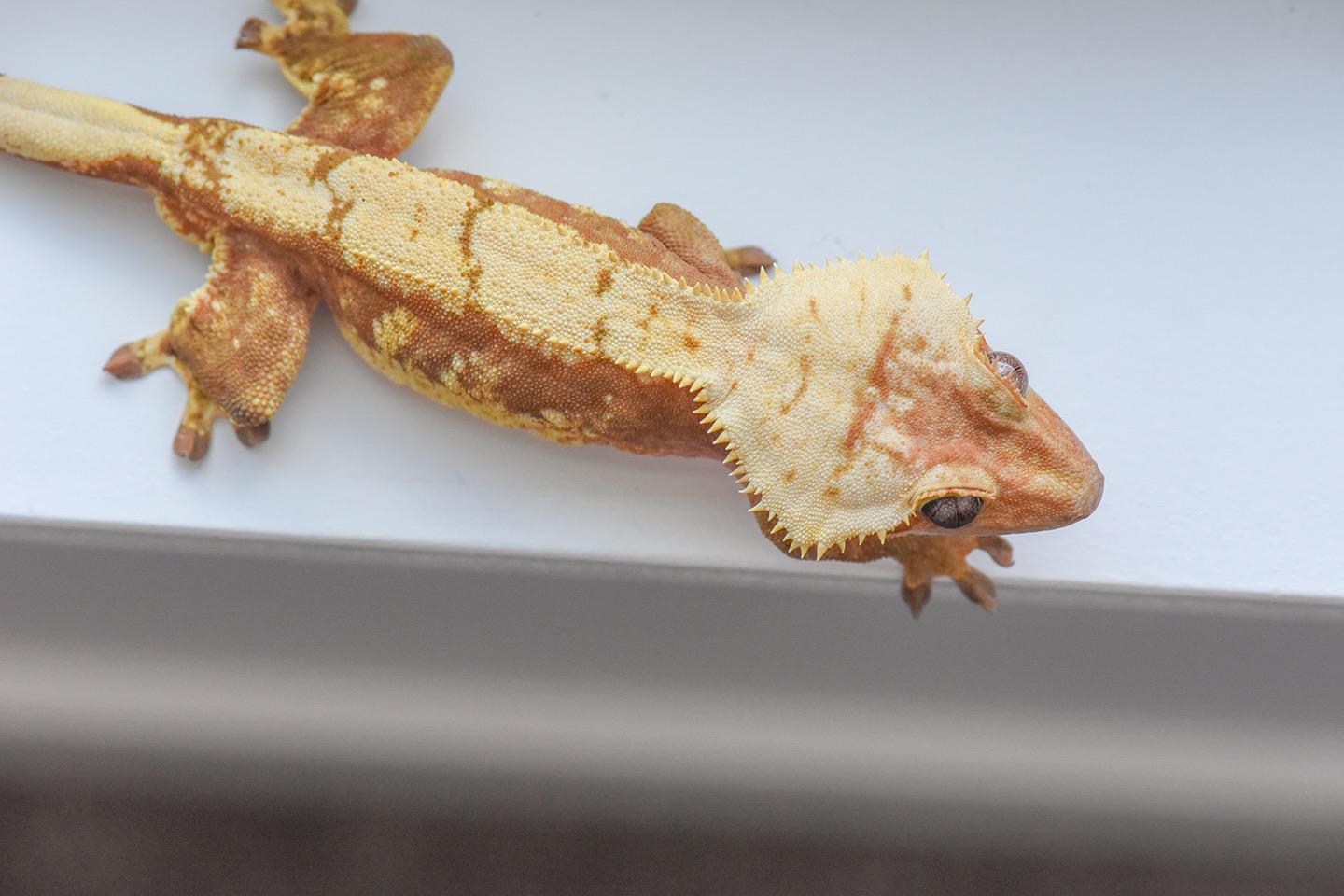 Red & Cream Harlequin Crested Gecko | Komodo | Fringemorphs