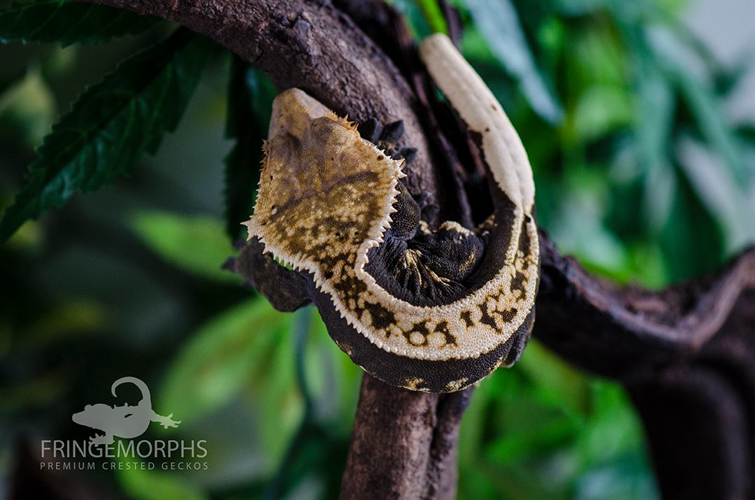 Crowned High Contrast Pinstripe Crested Gecko | Emery | Fringemorphs